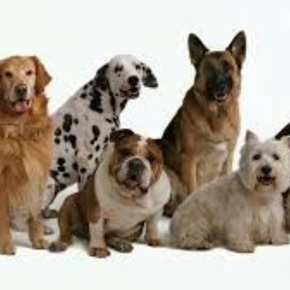 Deanshanger Primary School - Dogs @ DPS